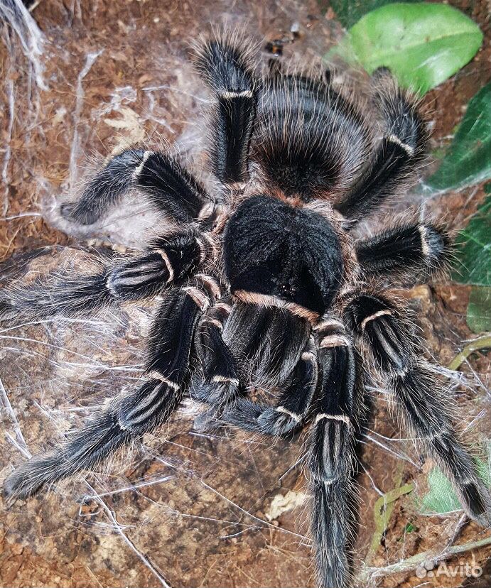 Паук птицеед Lasiodora parahybana
