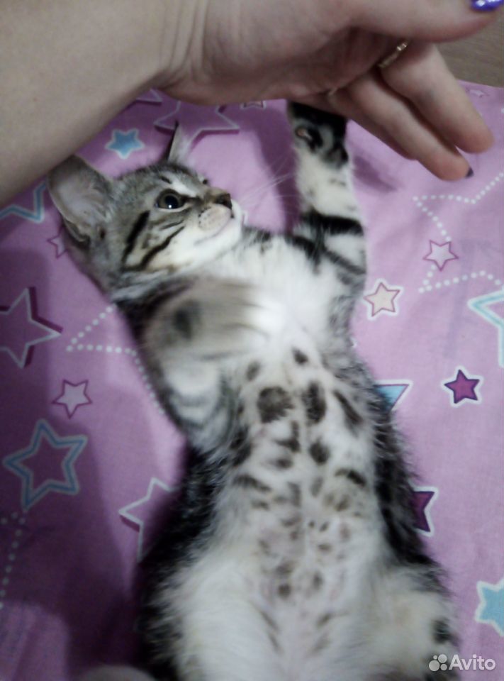 Британский мраморный котик
