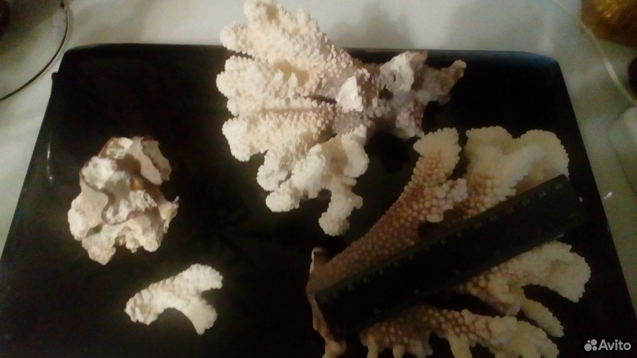 Коралл натуральный белый для аквариума
