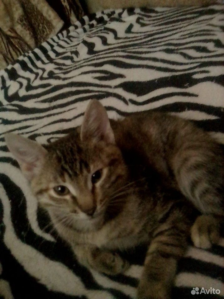 Кошка