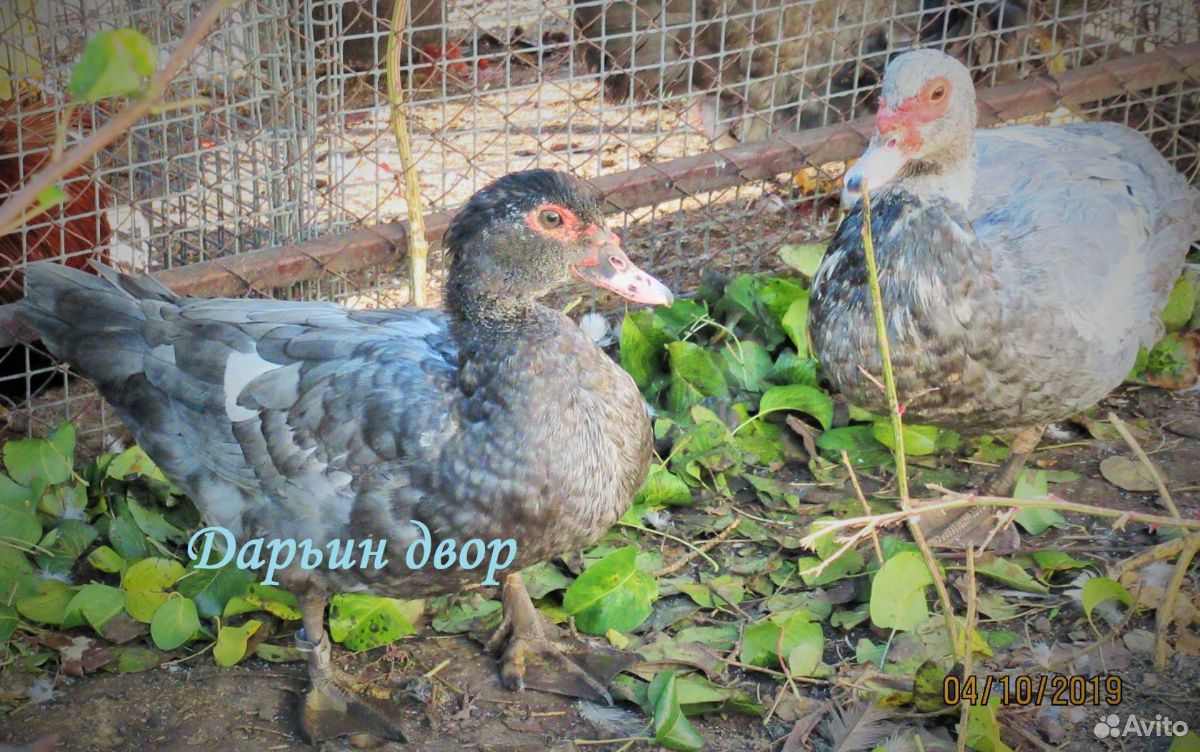 Цыплята.яйцо