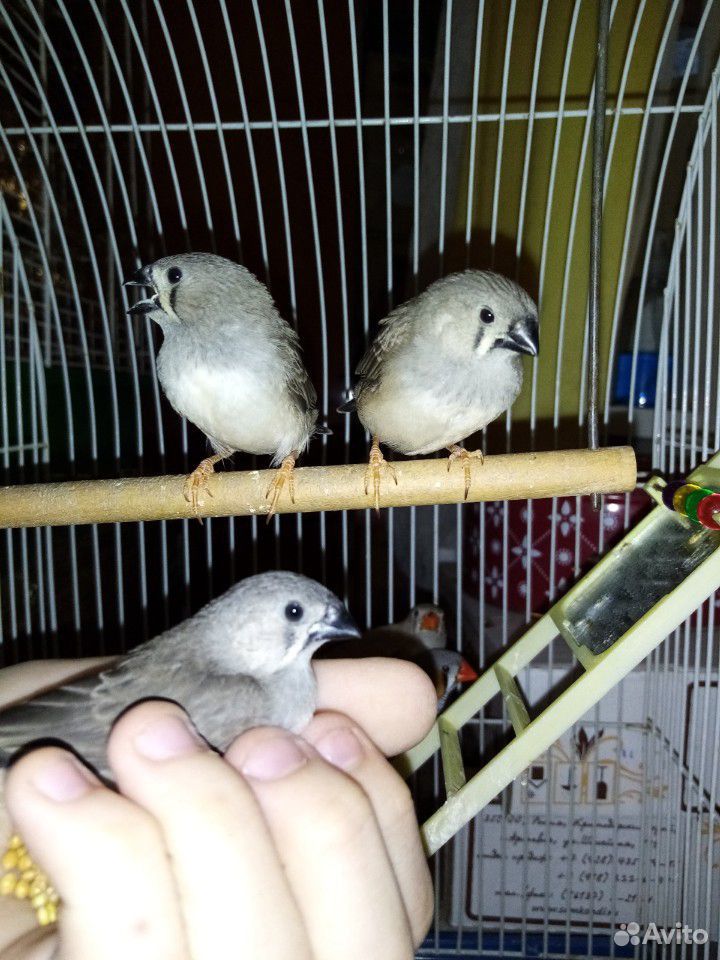 Амадины
