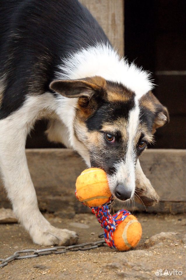 Алиса в добрые руки