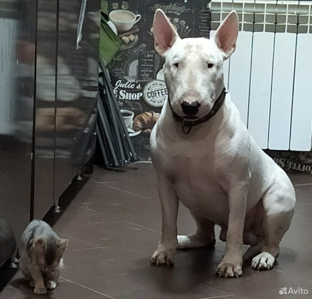 Вязка. Щенки