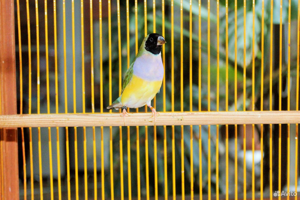 Амадина гульда