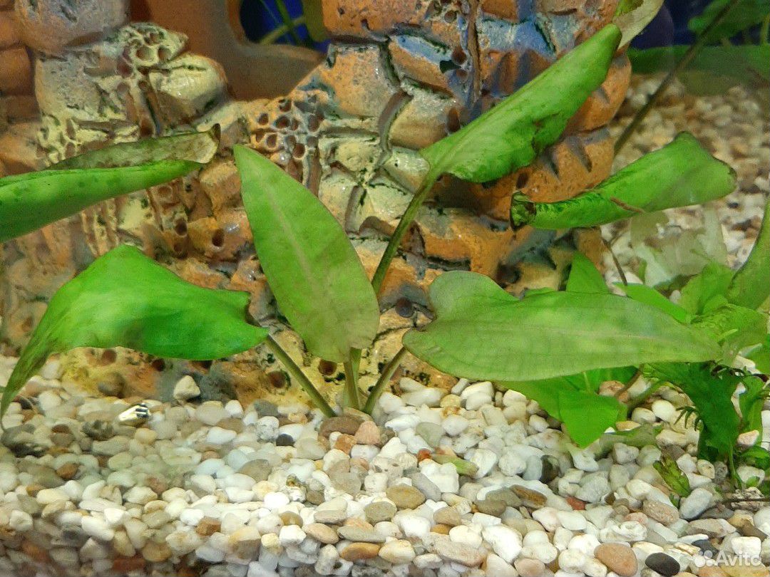 Аквариумные растения