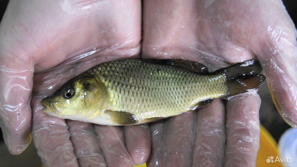 Рыбопосадочный материал карп,амур