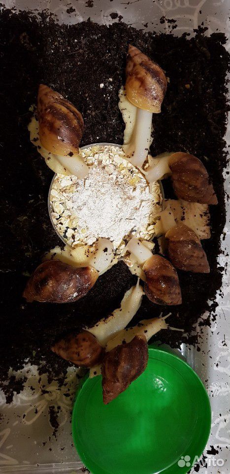 Улитка Ахатина