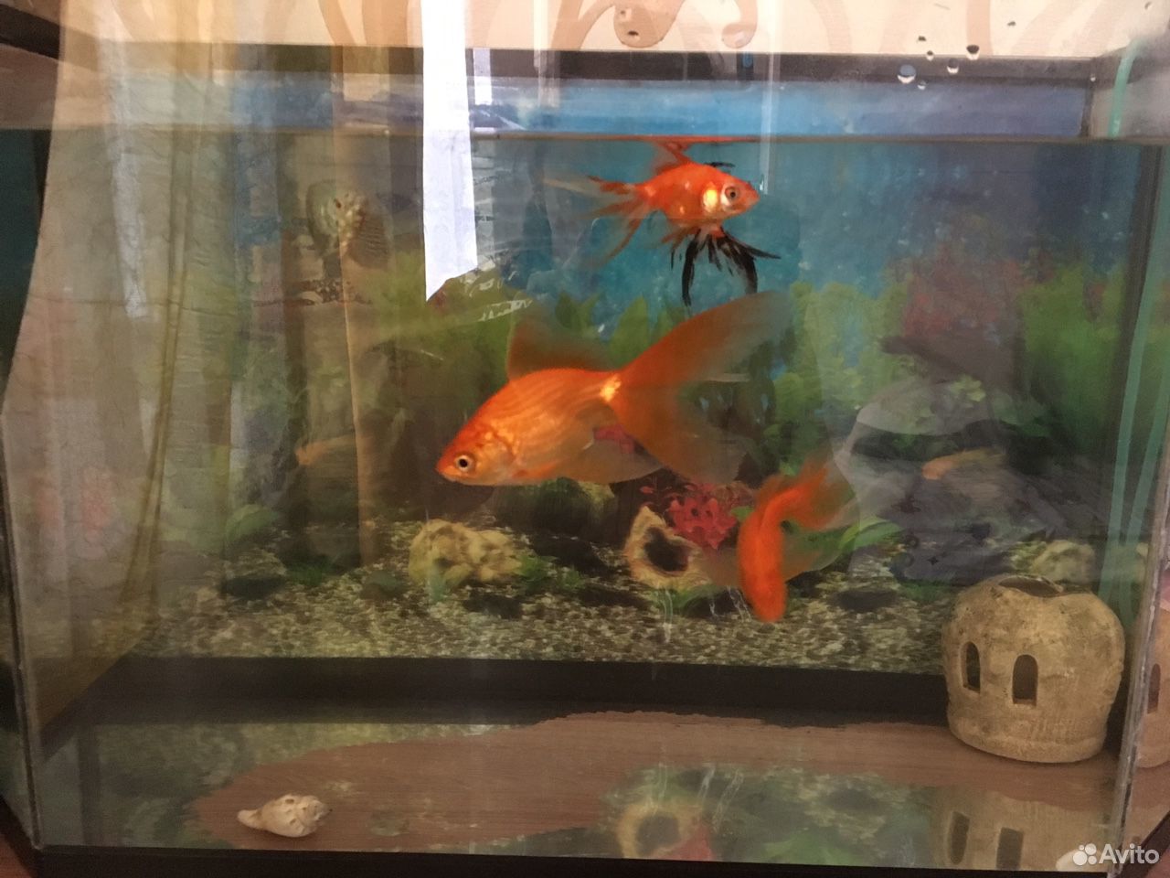Аквариум с рыбками