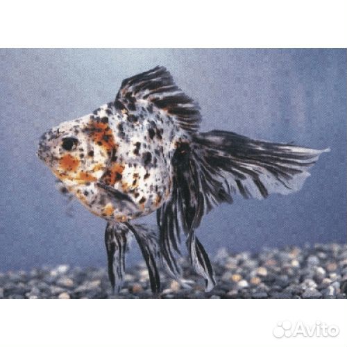 Риукин. Ситцевый. золотая рыбка