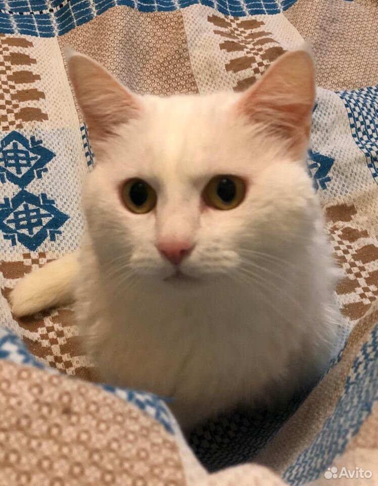 Ласковая глухая кошечка Беляночка 4 года ищет дом