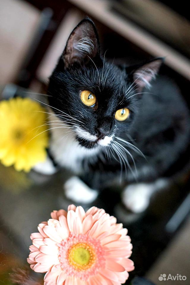 Красавица Даша с янтарными глазами в любящую семью