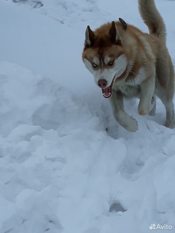 Хаски кобель 2,5 года ищет подружку