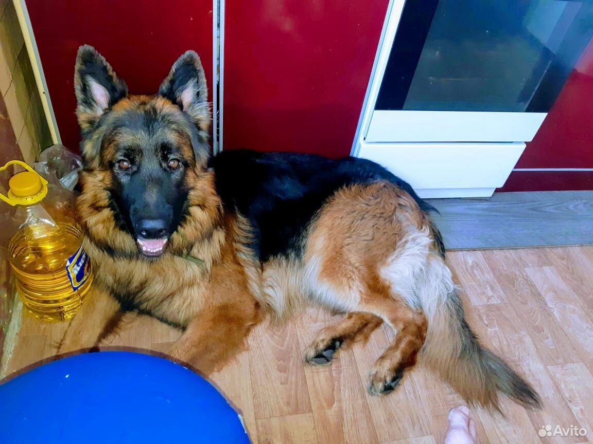 Кобель на взяку