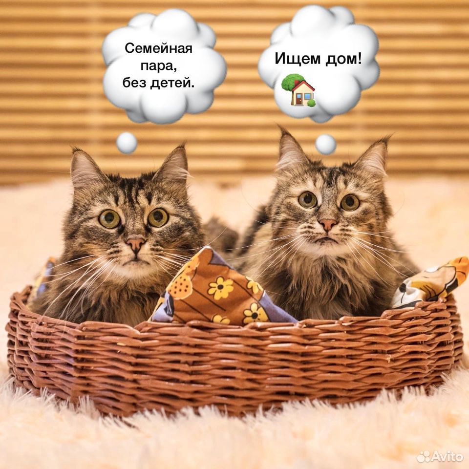 Кот Коле и кошка Шер
