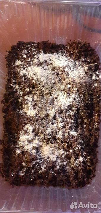 Живая культура энхитреуса (корм для рыб)