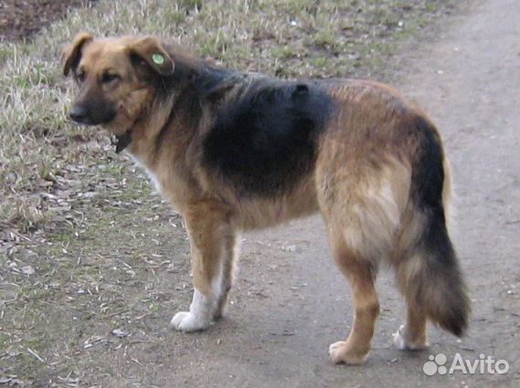 Пальма в добрые руки