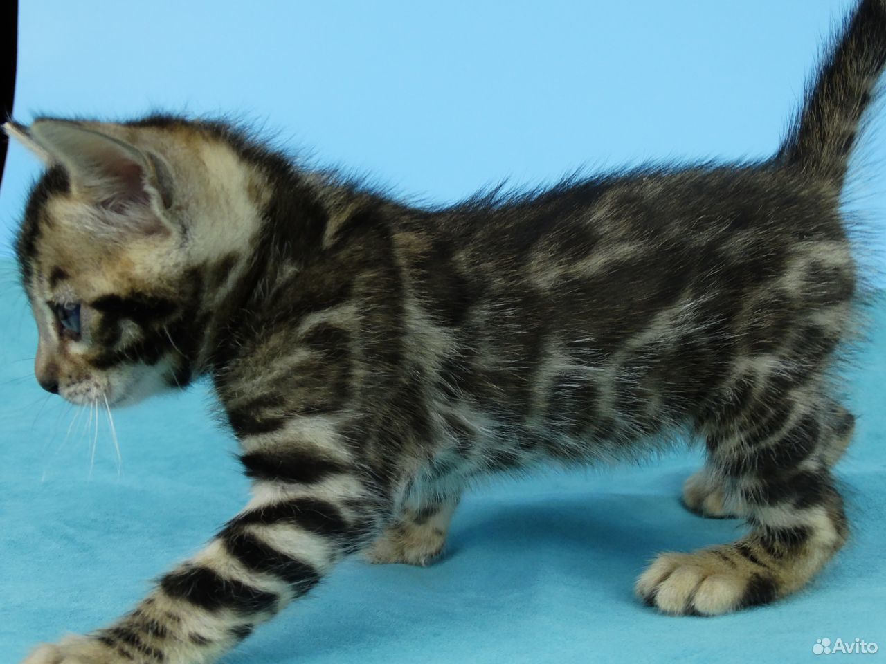 Бенгальские котята (золото, серебро, снег)