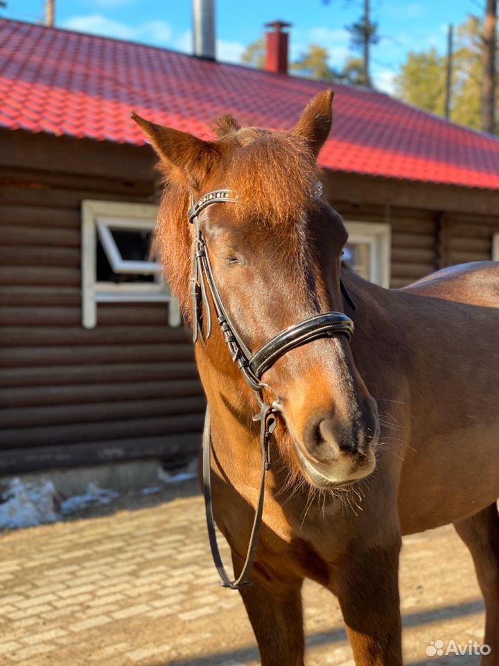 Супер пони 135 в/х