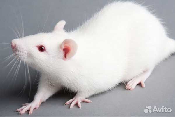 Отдам крысок
