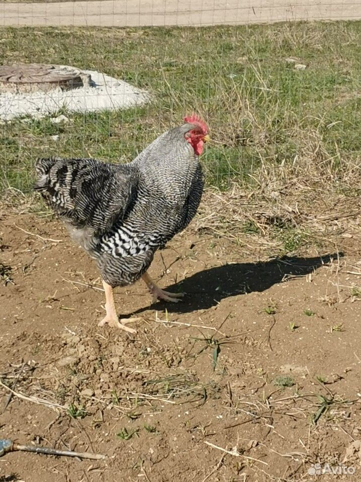 Петух плимутрок полосатый возраст 1 год. продам ил