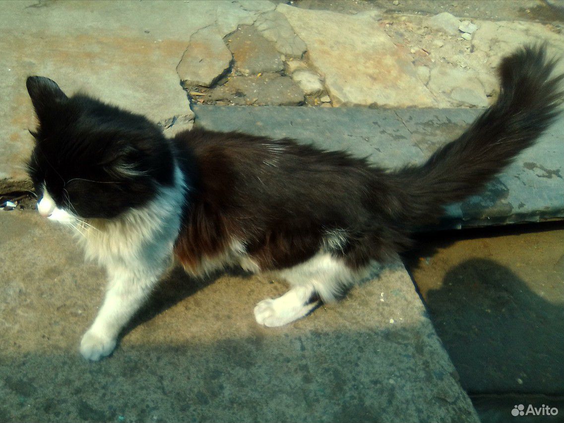 Карликовый кот