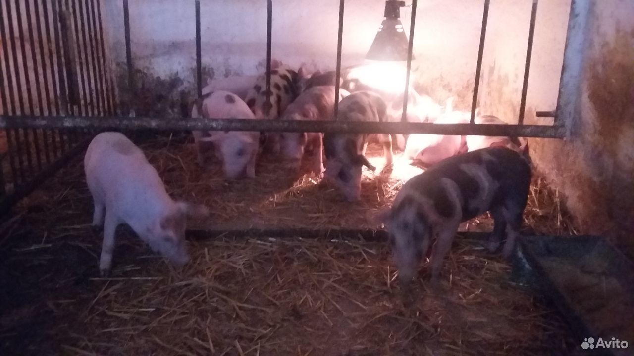 Продажа поросят