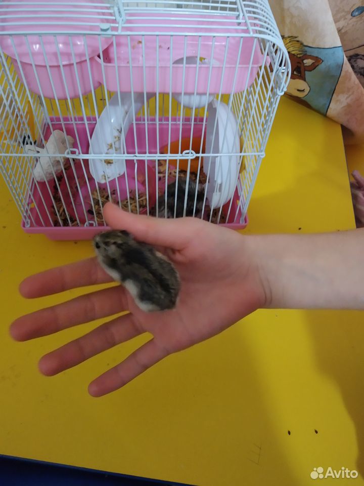 Джунгарские хомяки
