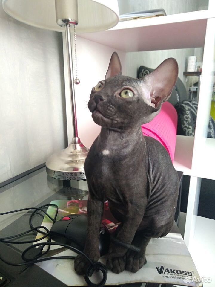Котенок сфинкс девочка