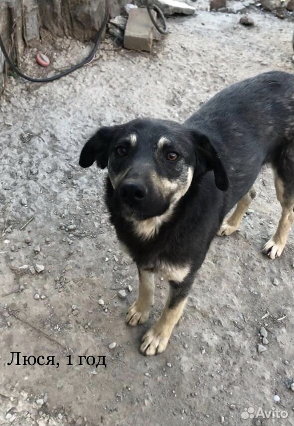 Ласковая собака