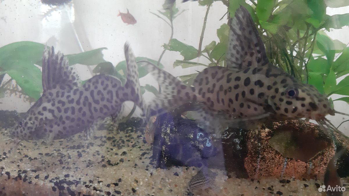 Синодонтис