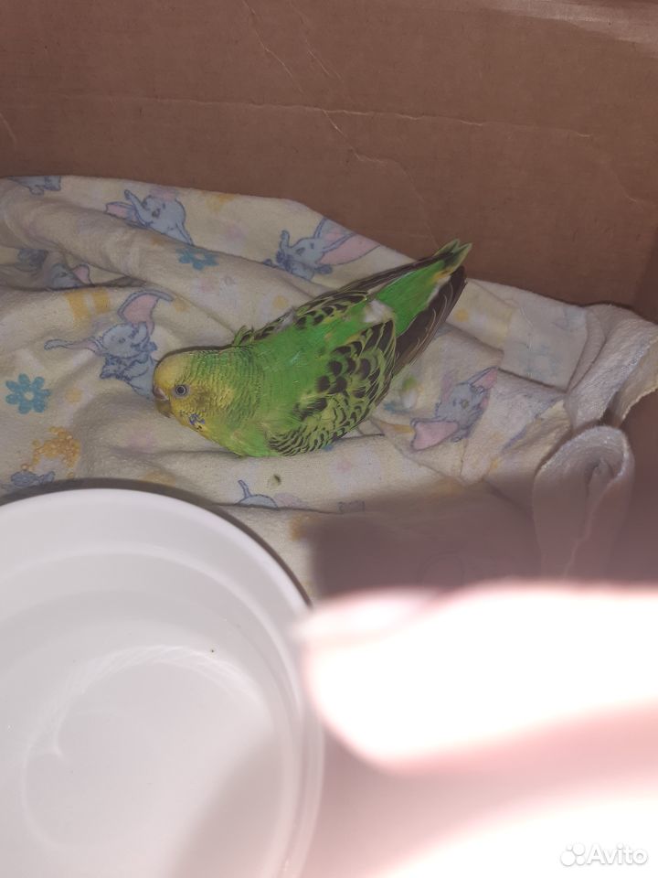 Волнистый попугай