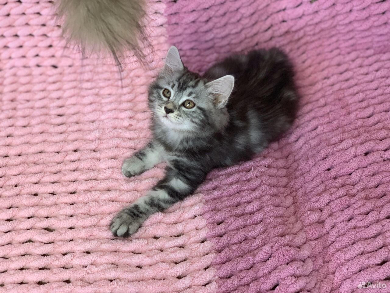 Кошкечка Курильский бобтейл