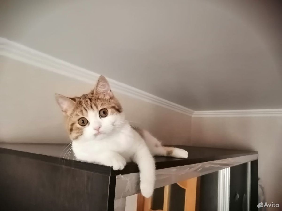 Кошка