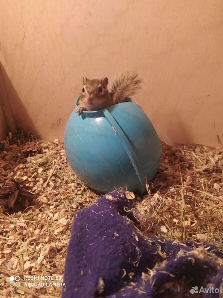 Домашний бурундук с клеткой