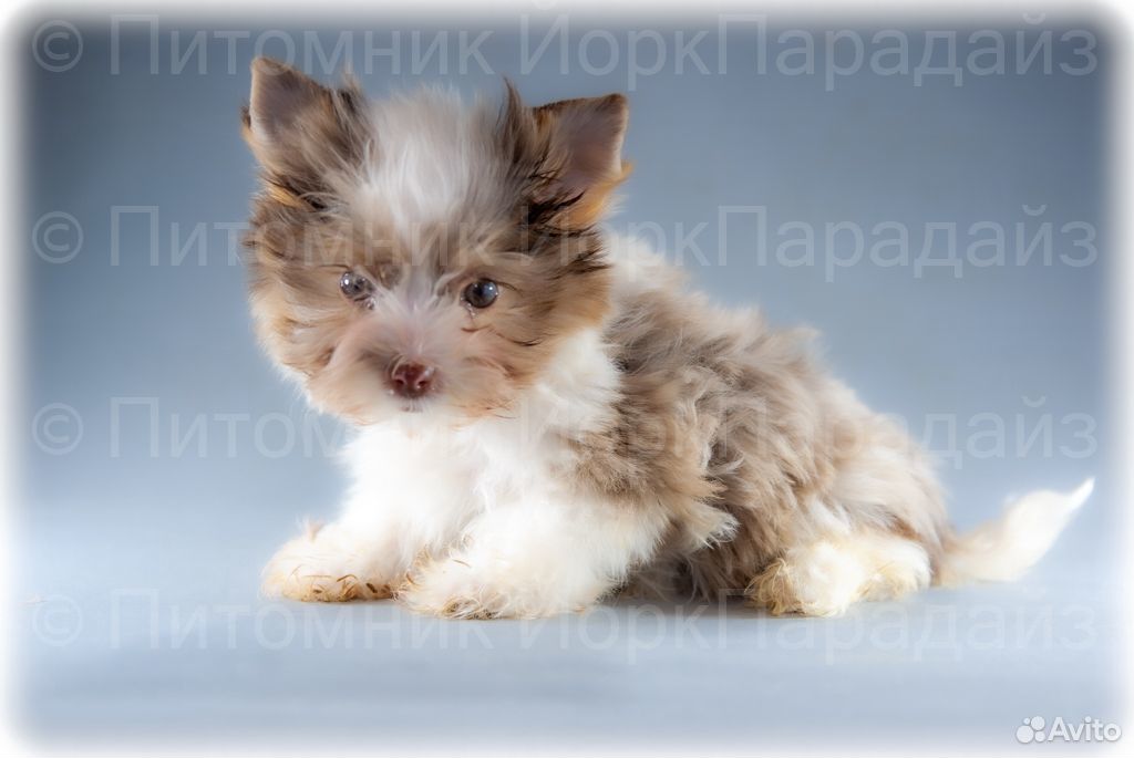 Шоко мальчик
