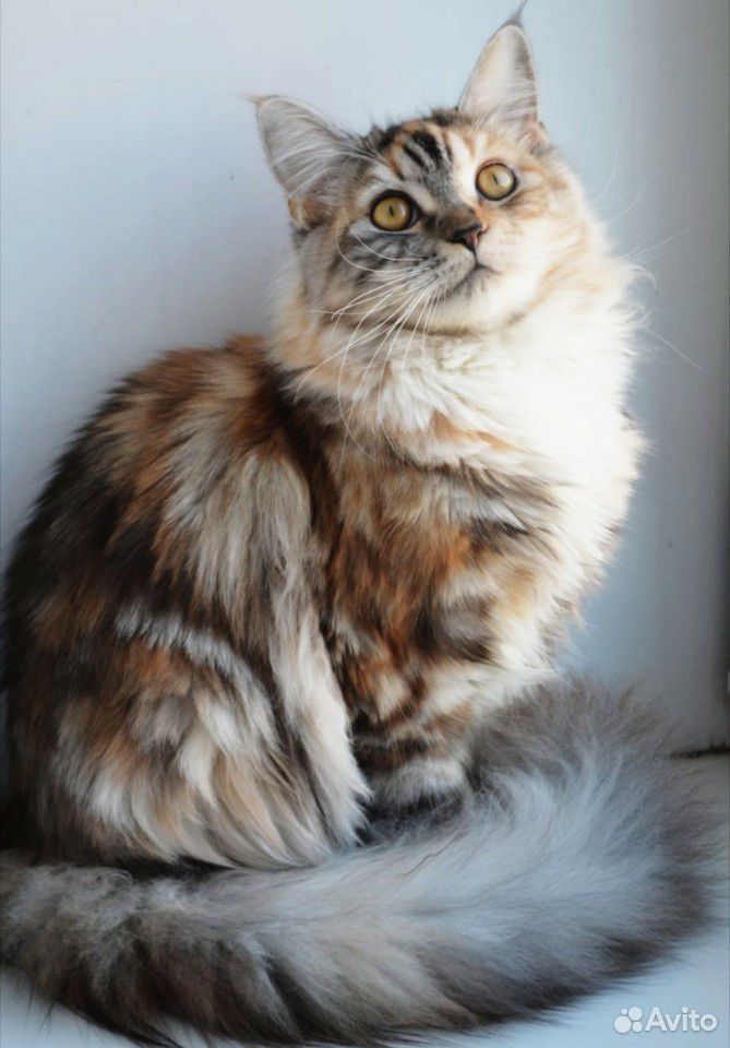 Кошка породы халенд-страйт