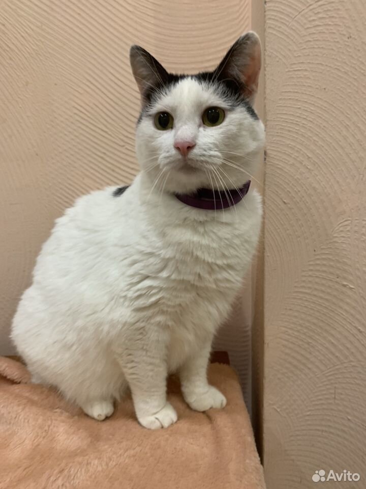 Кошечка Кэти 2 года