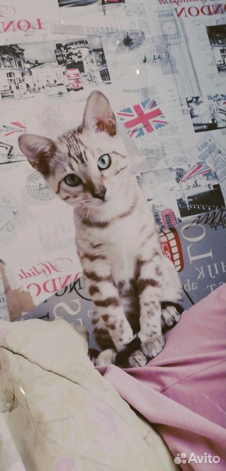 Продам бенгальского котенка, девочка, 4 месяца