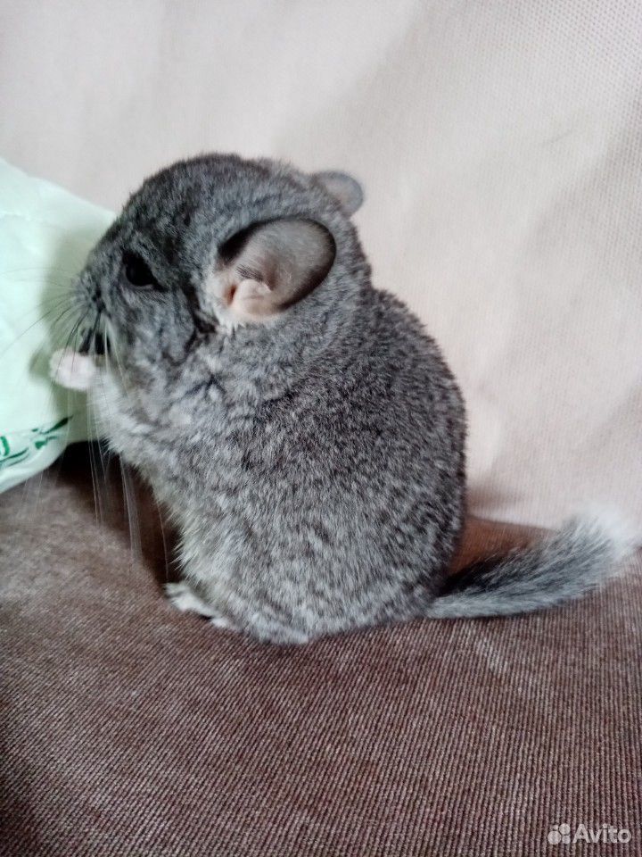 Шиншилла