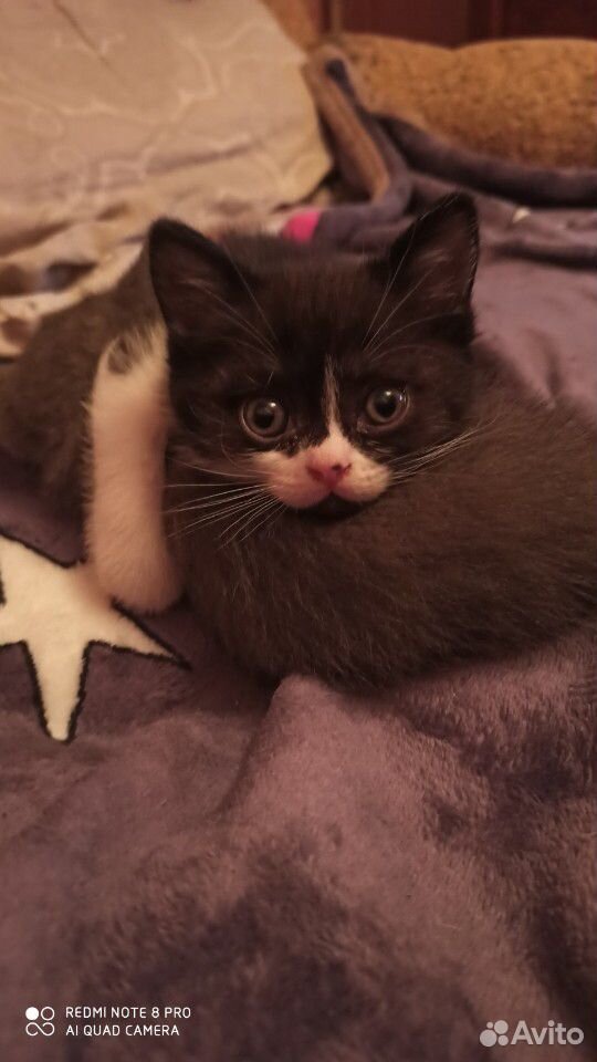 Котёнок