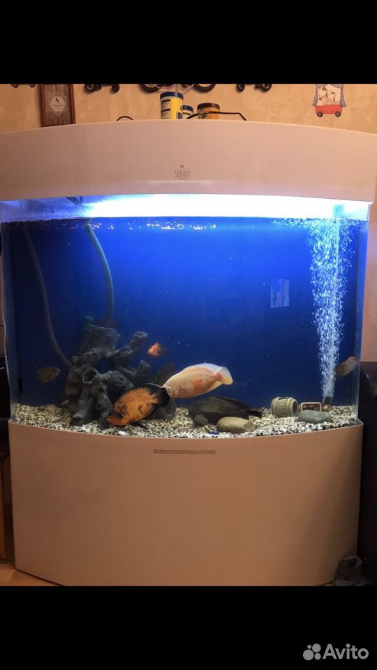 Рыбы фильтр аквариум