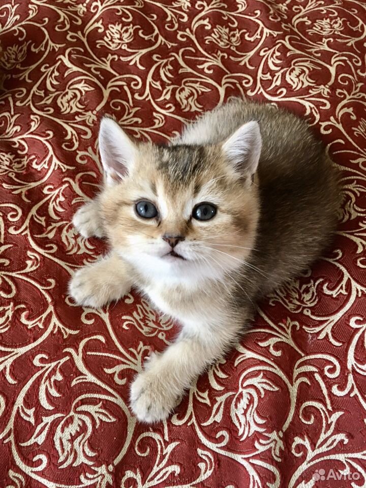 Котята шотландские