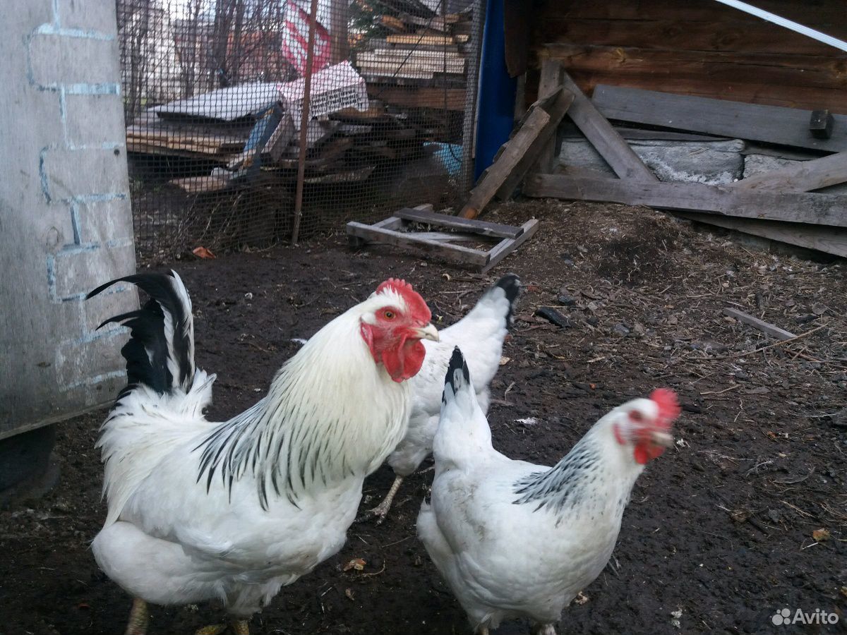 Куринная семья