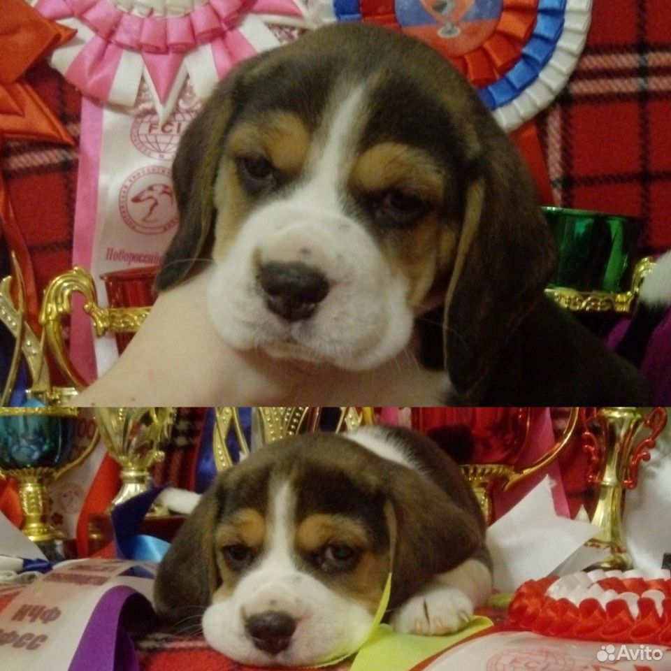 Бигль щенок с достойной родословной