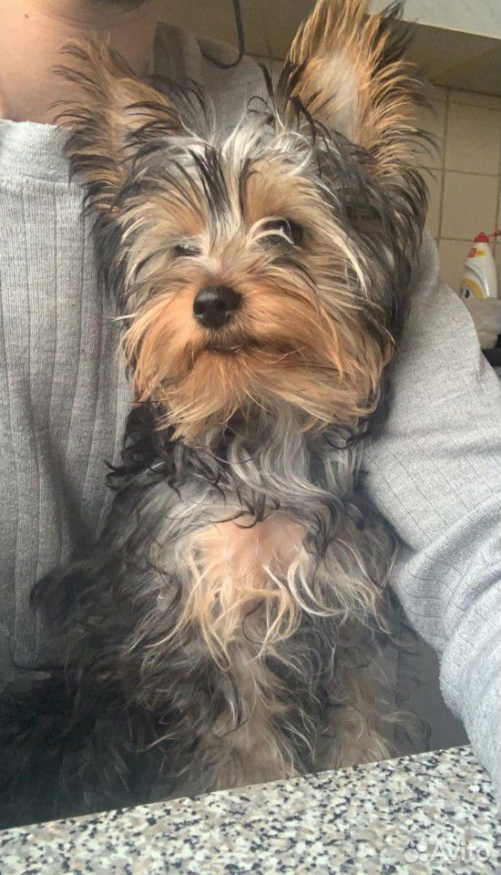 Йоркширский терьер