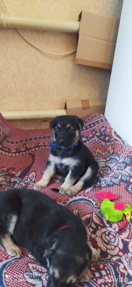 Собака