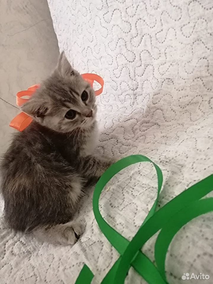 Котёнок девочка 1,5 месяца