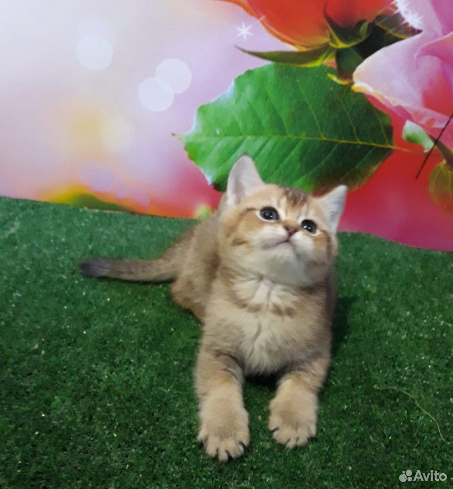 Британский котик