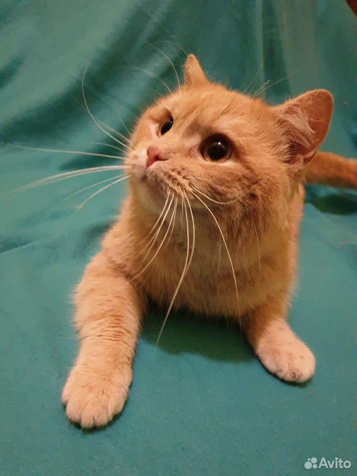 Кошка